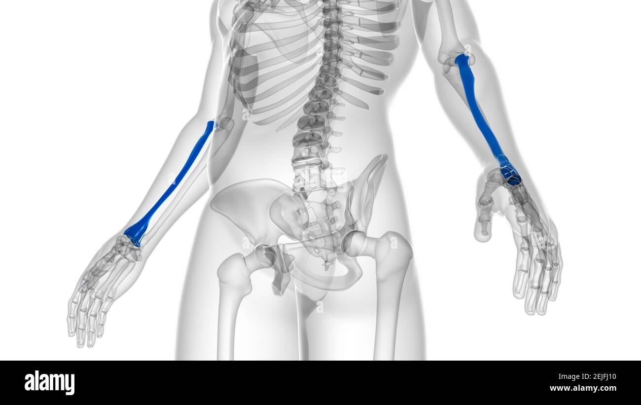 Human skeleton anatomy Radius Bone 3D Rendering For Medical Concept ...