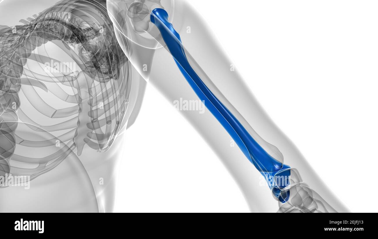 Human skeleton anatomy Radius Bone 3D Rendering For Medical Concept ...
