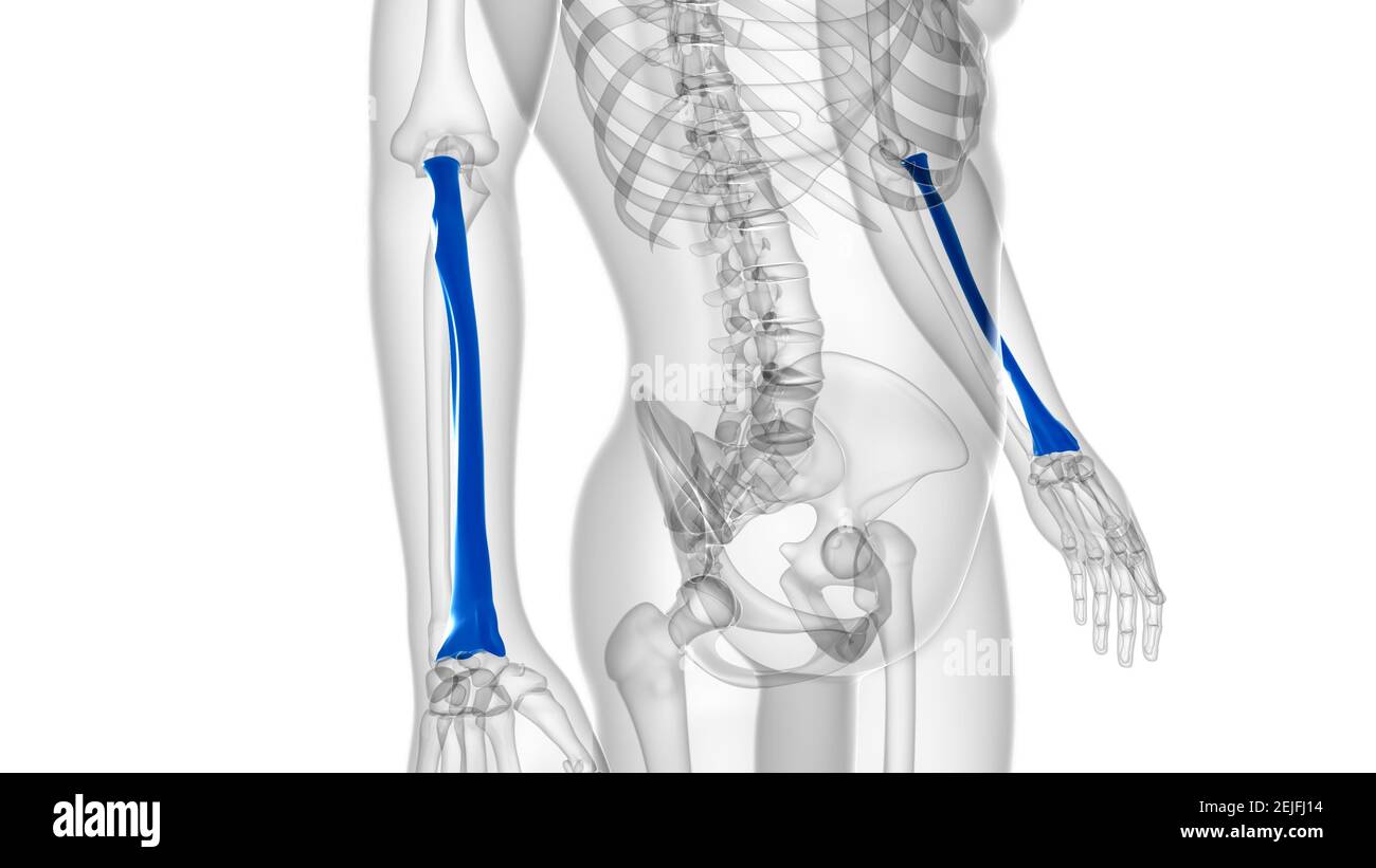 Human skeleton anatomy Radius Bone 3D Rendering For Medical Concept ...