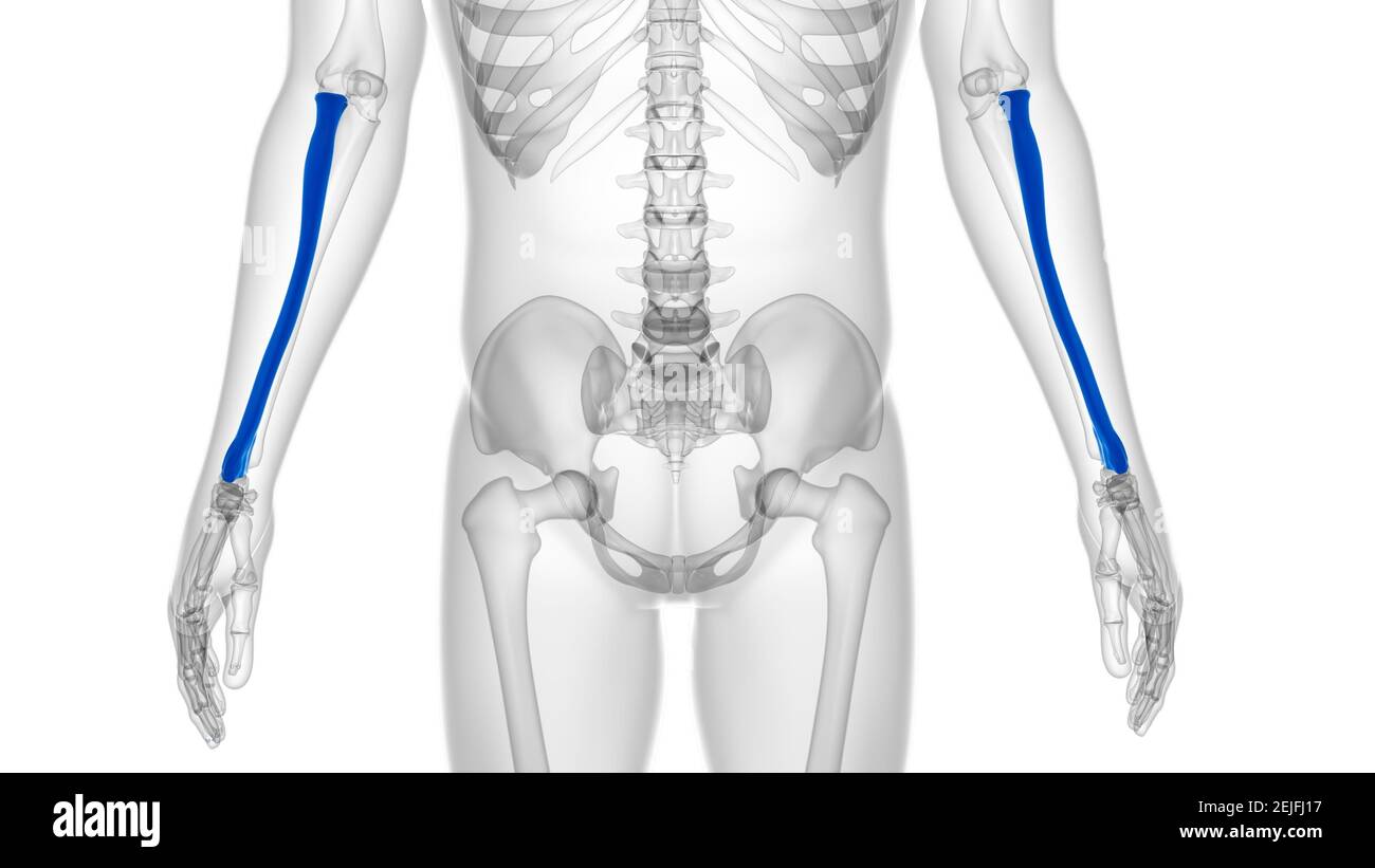 Human skeleton anatomy Radius Bone 3D Rendering For Medical Concept ...