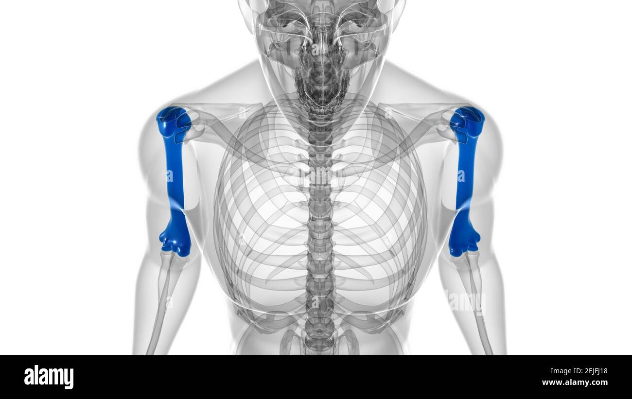 Human skeleton anatomy Humerus Bone 3D Rendering For Medical Concept ...