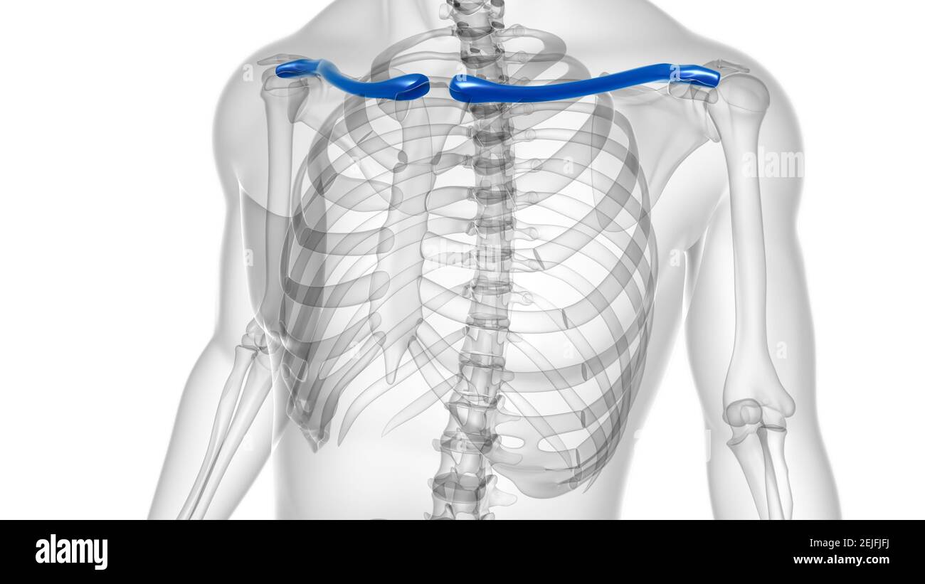 Human skeleton anatomy Clavicle Bones 3D Rendering For Medical Concept ...