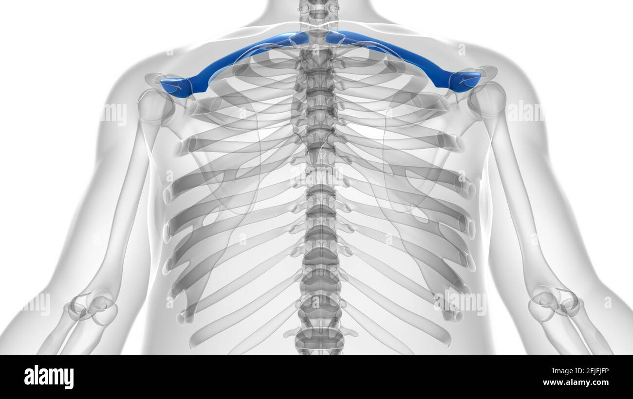 Human skeleton anatomy Clavicle Bones 3D Rendering For Medical Concept ...