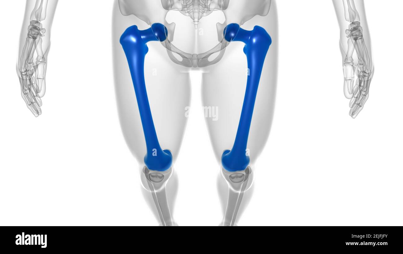 Human skeleton anatomy Femur Bone 3D Rendering For Medical Concept ...