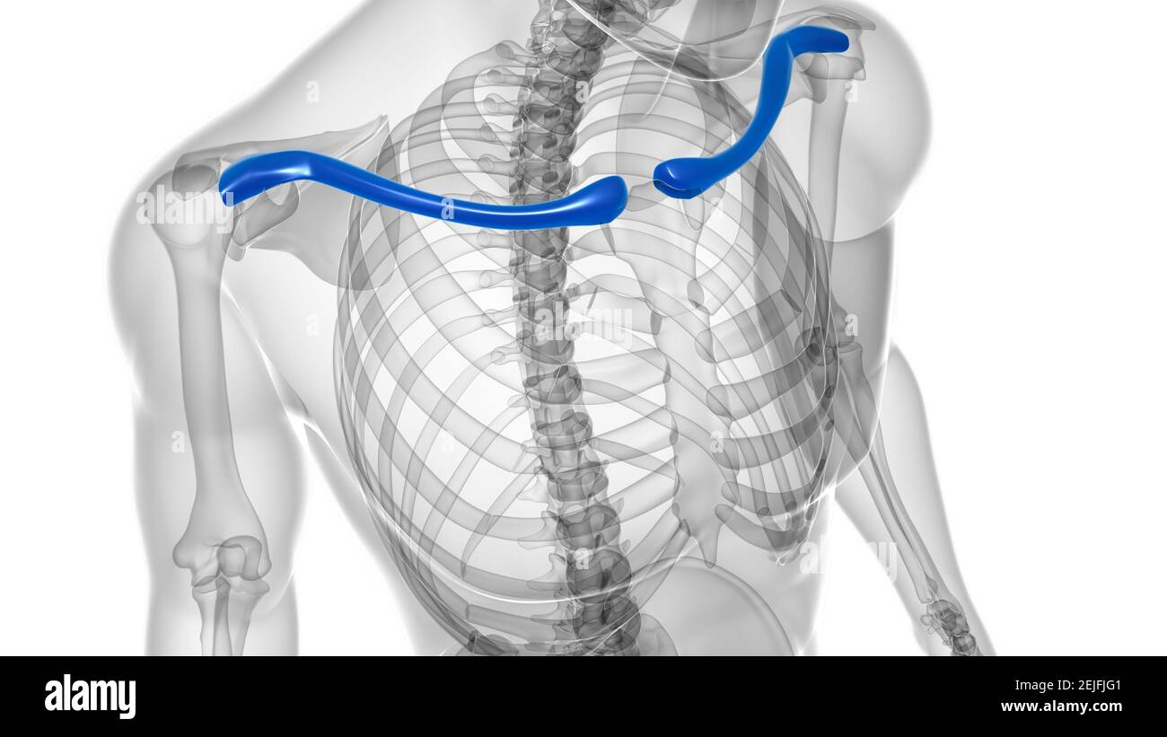 Human skeleton anatomy Clavicle Bones 3D Rendering For Medical Concept ...