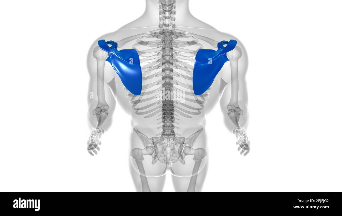 Human skeleton anatomy Scapula Bone 3D Rendering For Medical Concept ...