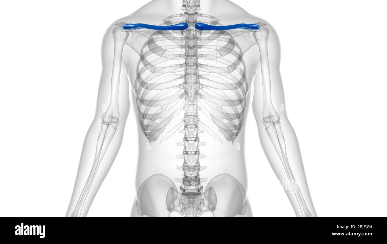 Human skeleton anatomy Clavicle Bones 3D Rendering For Medical Concept ...