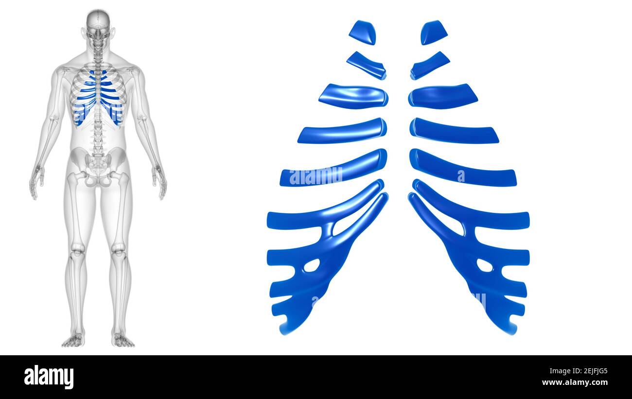 Costal cartilage Cut Out Stock Images & Pictures - Alamy