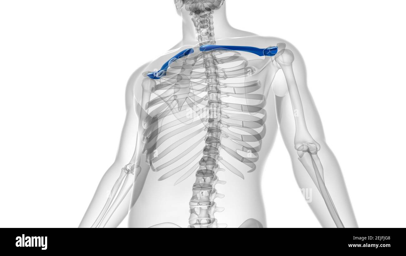 Human skeleton anatomy Clavicle Bones 3D Rendering For Medical Concept ...