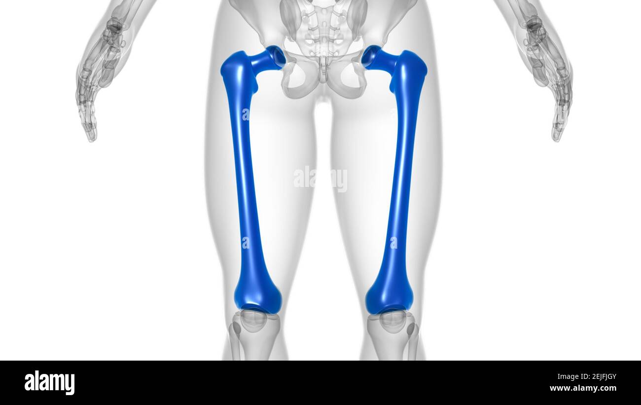 Human skeleton anatomy Femur Bone 3D Rendering For Medical Concept ...