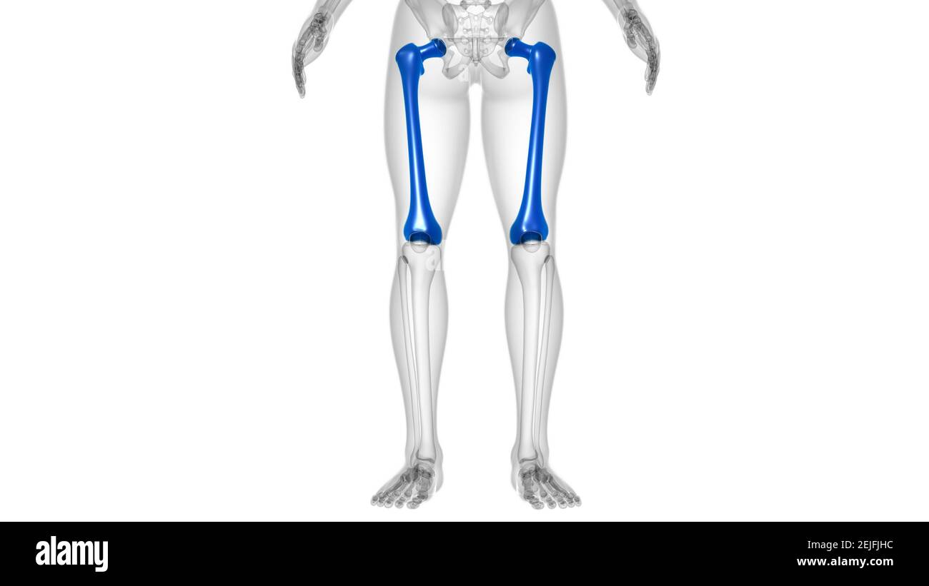 Human skeleton anatomy Femur Bone 3D Rendering For Medical Concept ...