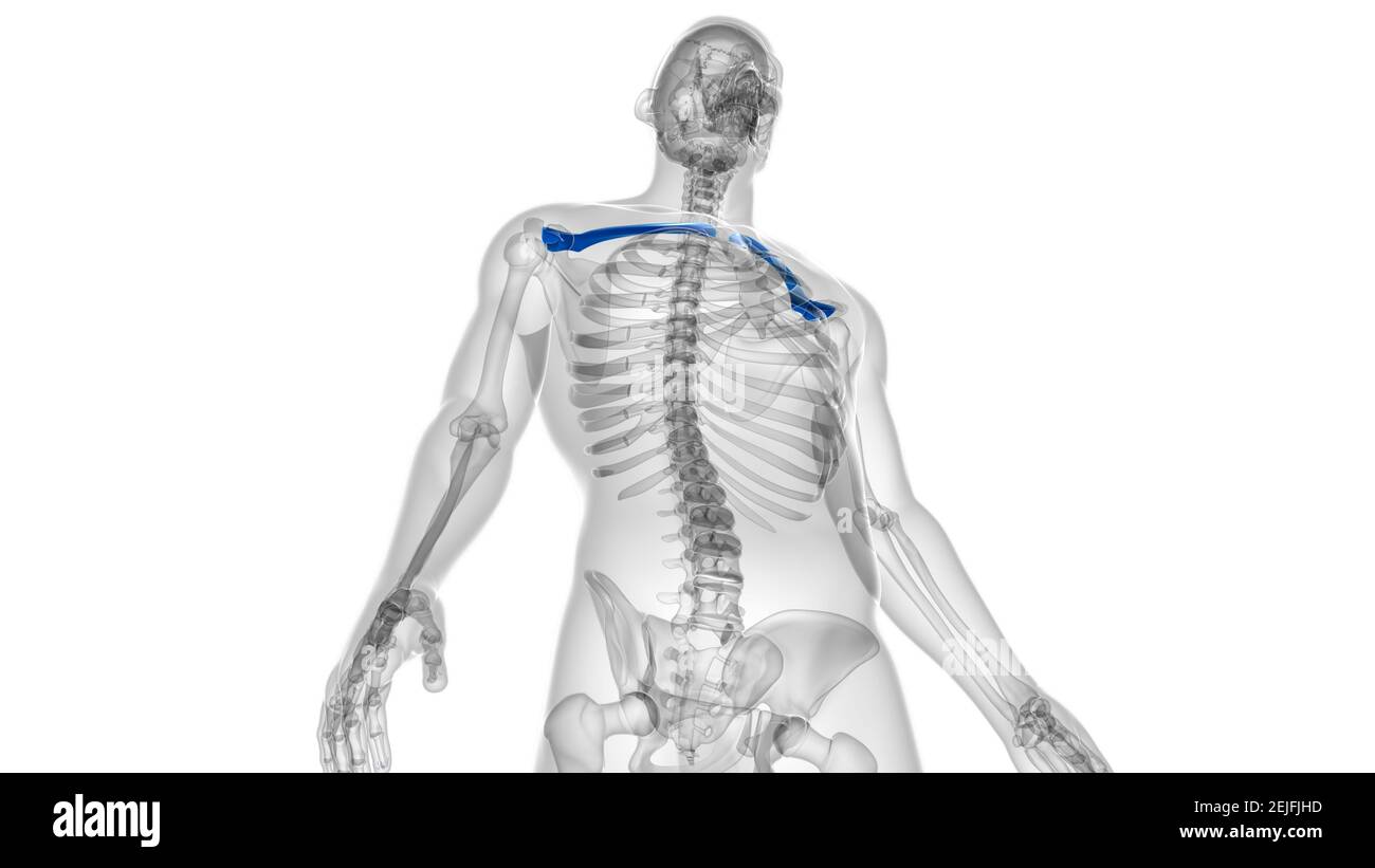 Human skeleton anatomy Clavicle Bones 3D Rendering For Medical Concept ...