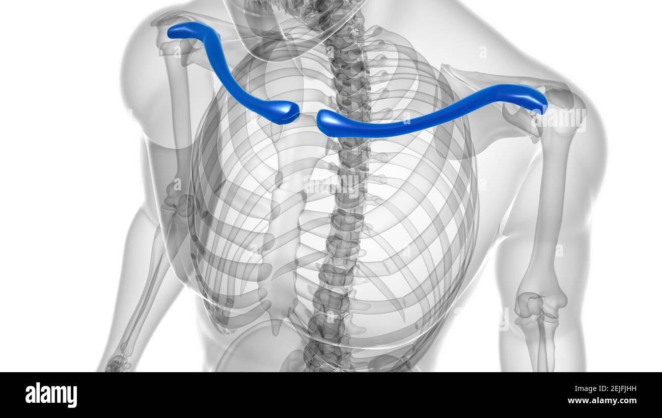 Human skeleton anatomy Clavicle Bones 3D Rendering For Medical Concept ...