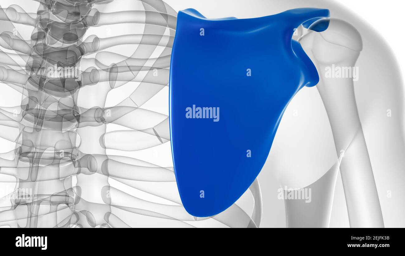 Human skeleton anatomy Scapula Bone 3D Rendering For Medical Concept ...