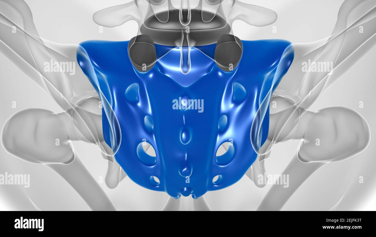 Human skeleton anatomy Sacral Bone 3D Rendering For Medical Concept ...