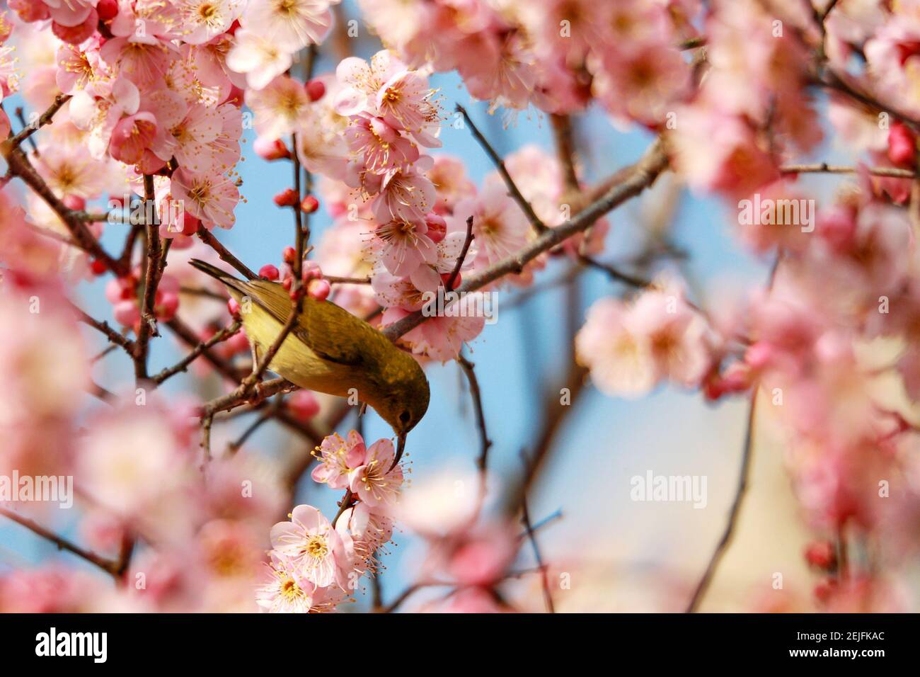 A bird is seen in bettwen flowers blossoming at the Batou Park near the ...