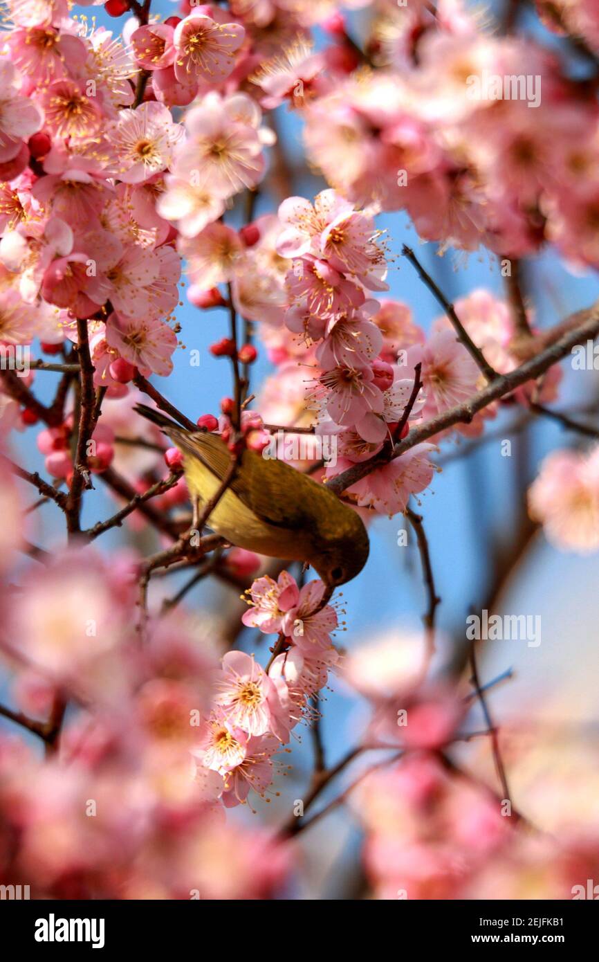 A bird is seen in bettwen flowers blossoming at the Batou Park near the ...