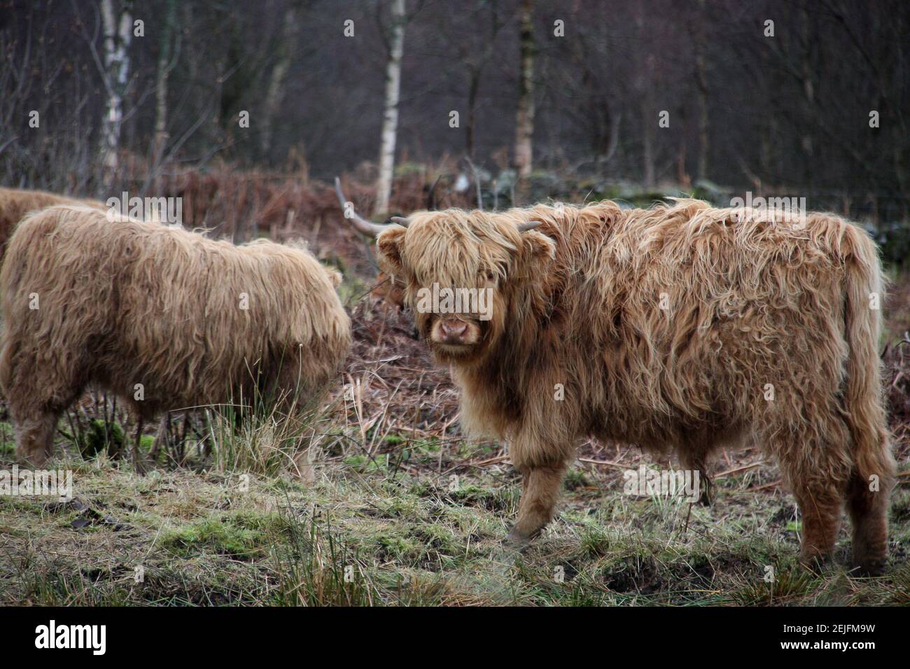Highland cattle in a wet field in Scotland Stock Photo - Alamy