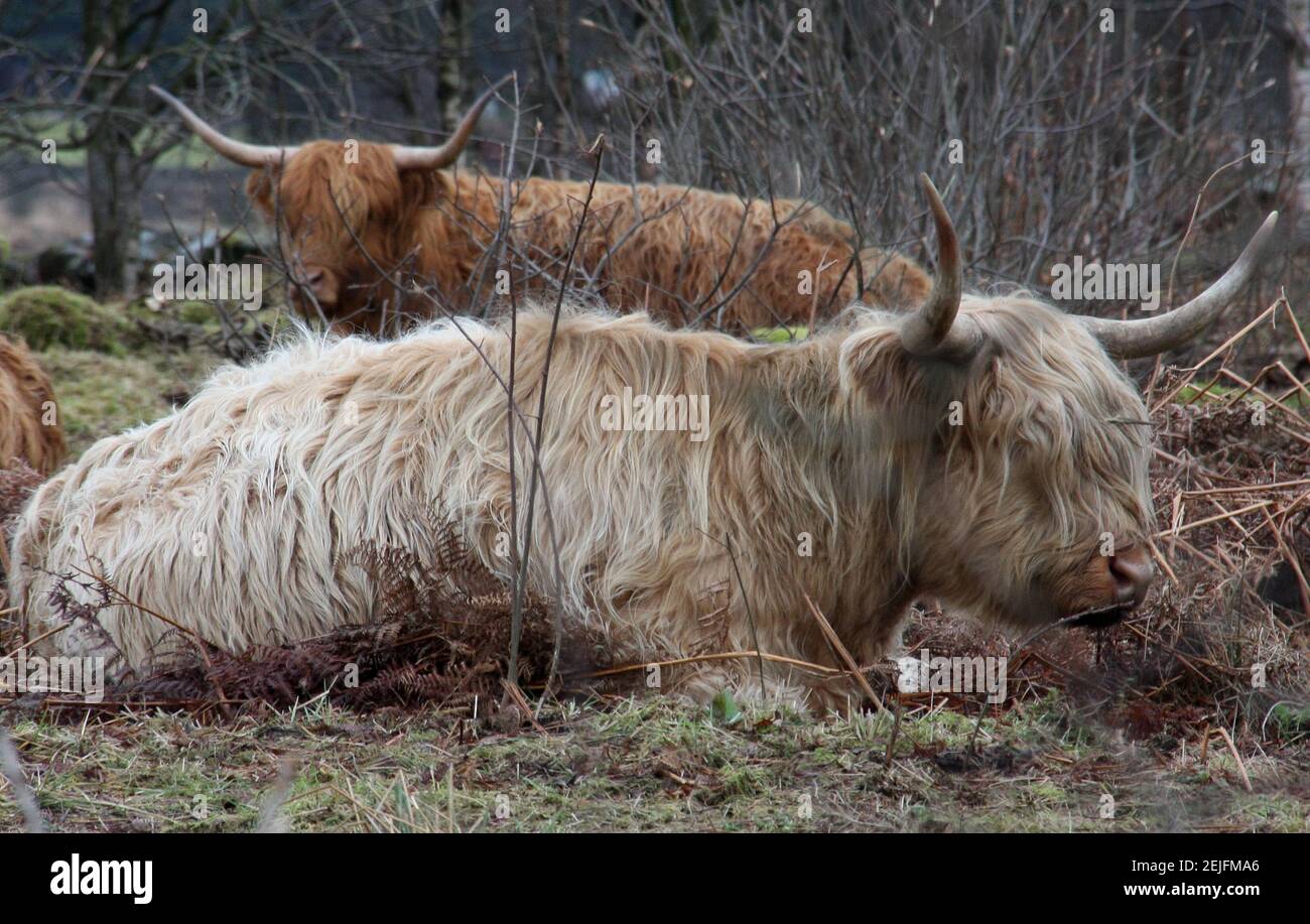 Wet highland cattle hi-res stock photography and images - Alamy