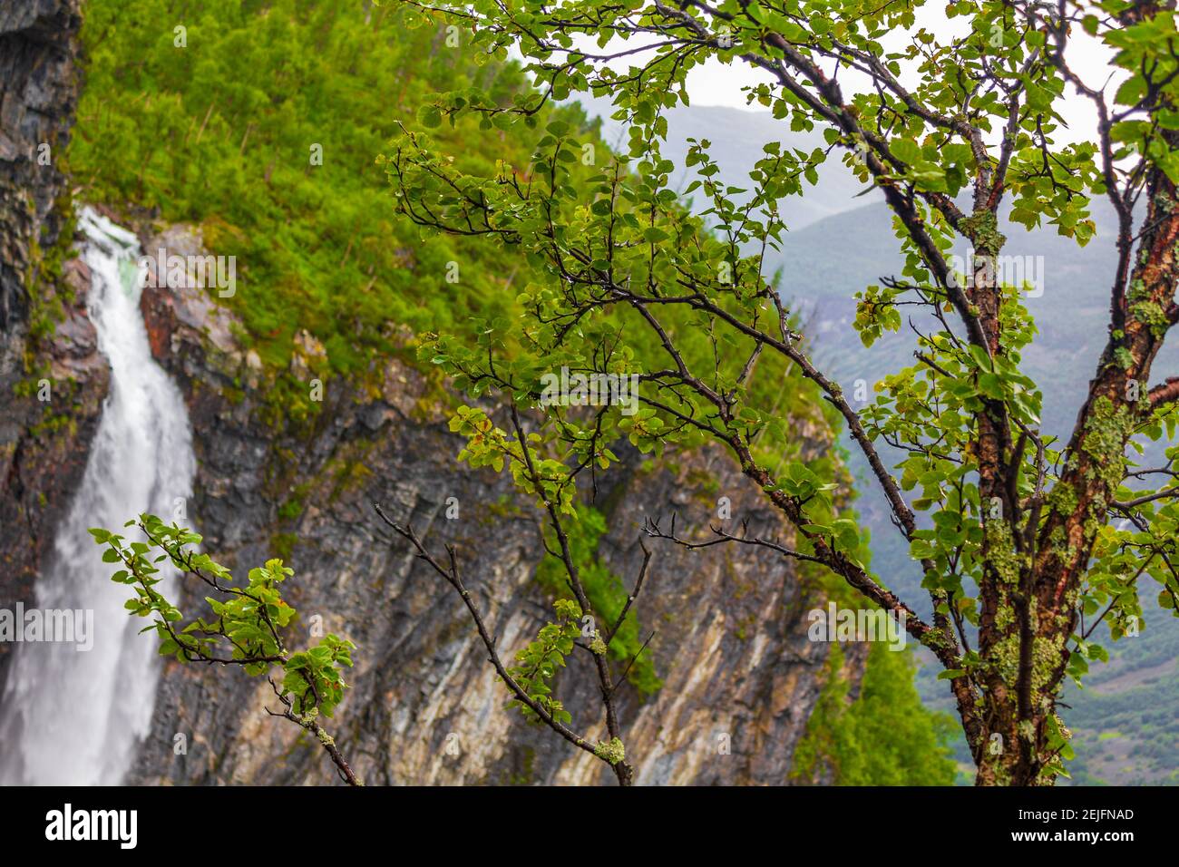 Highest freefall waterfall Vettisfossen behind trees in Utladalen ...