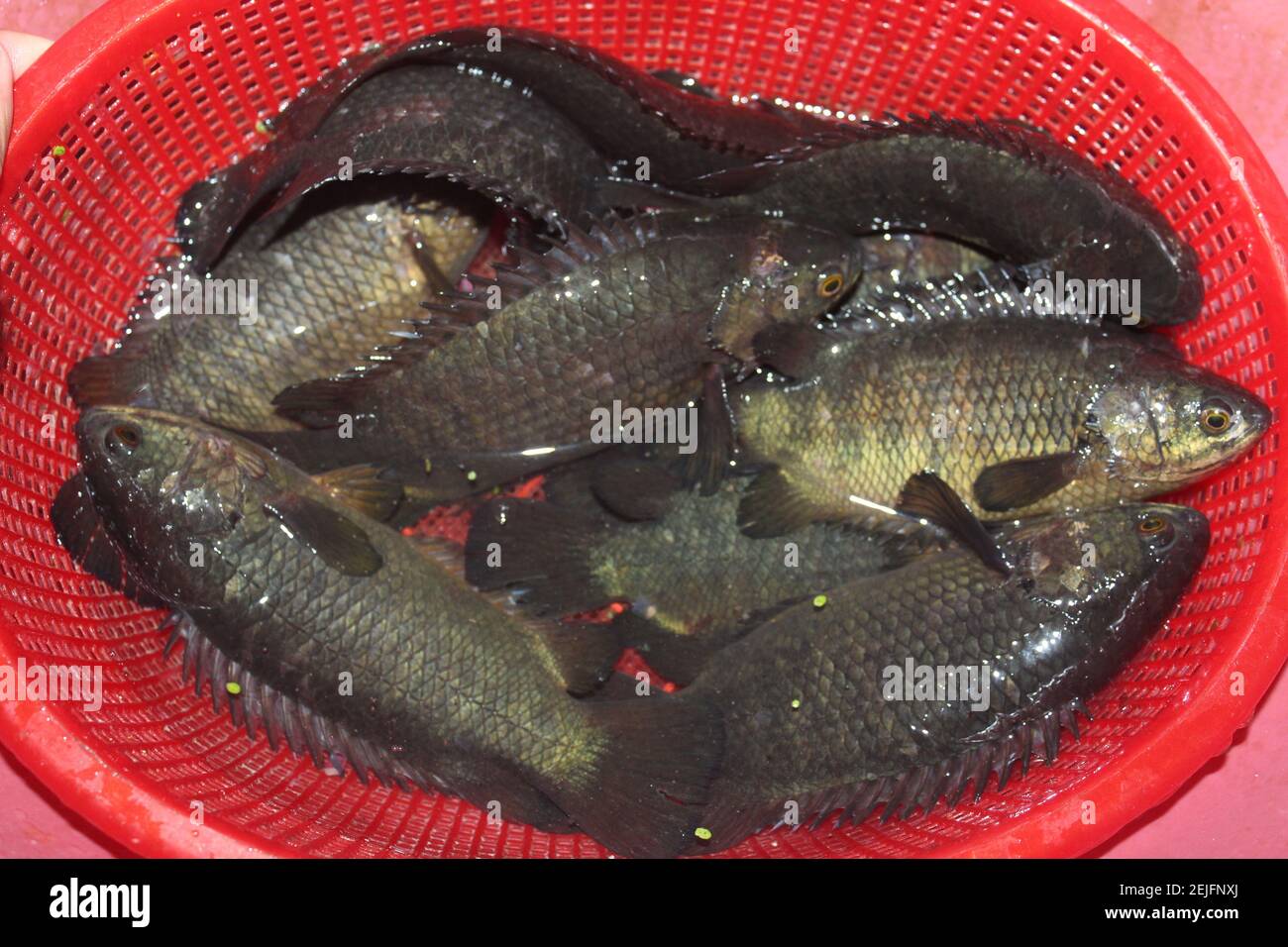 Anabas fish in basket ready for sale climbing perch fish in basket ...
