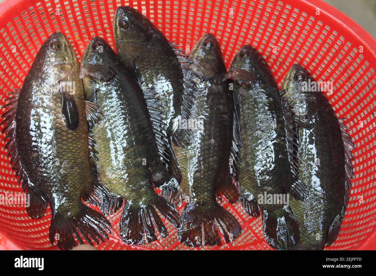 Anabas fish in basket ready for sale climbing perch fish in basket ...
