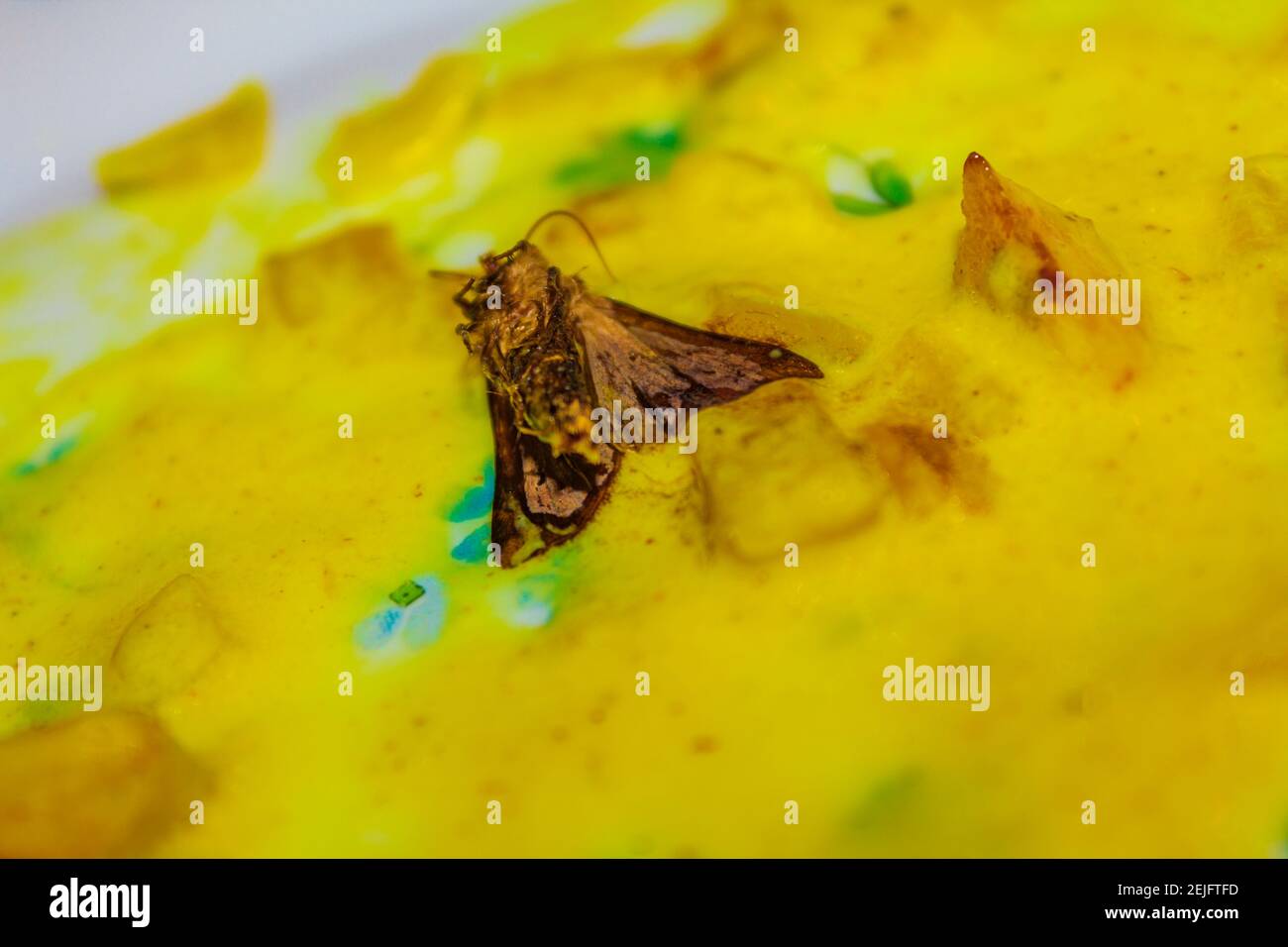 Moth in food curry sauce with pasta on plate. Insect in food Stock ...