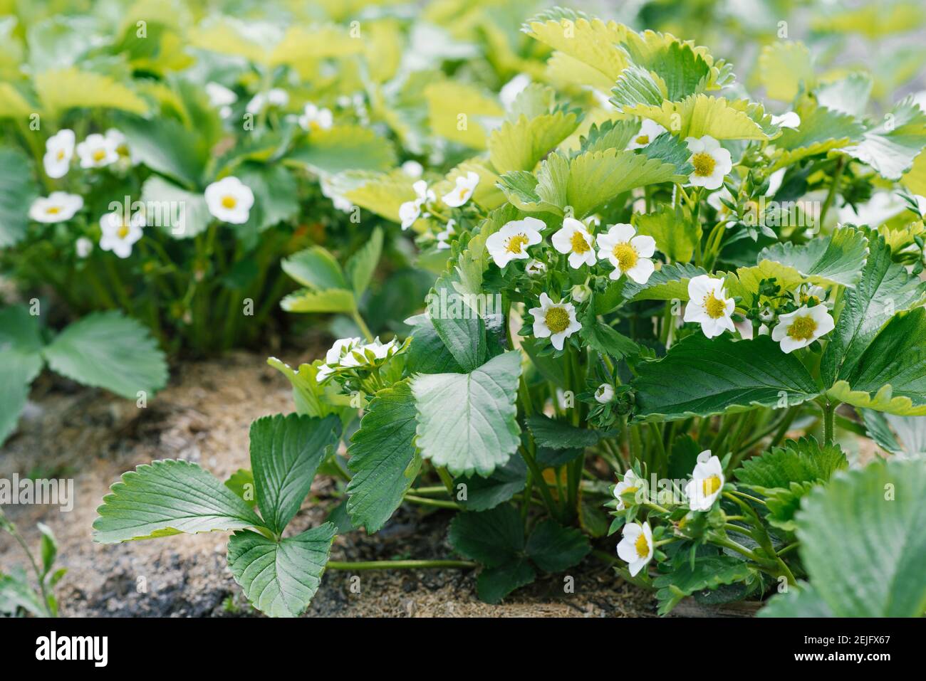 Beautiful spring flowering strawberries in the garden Stock Photo - Alamy