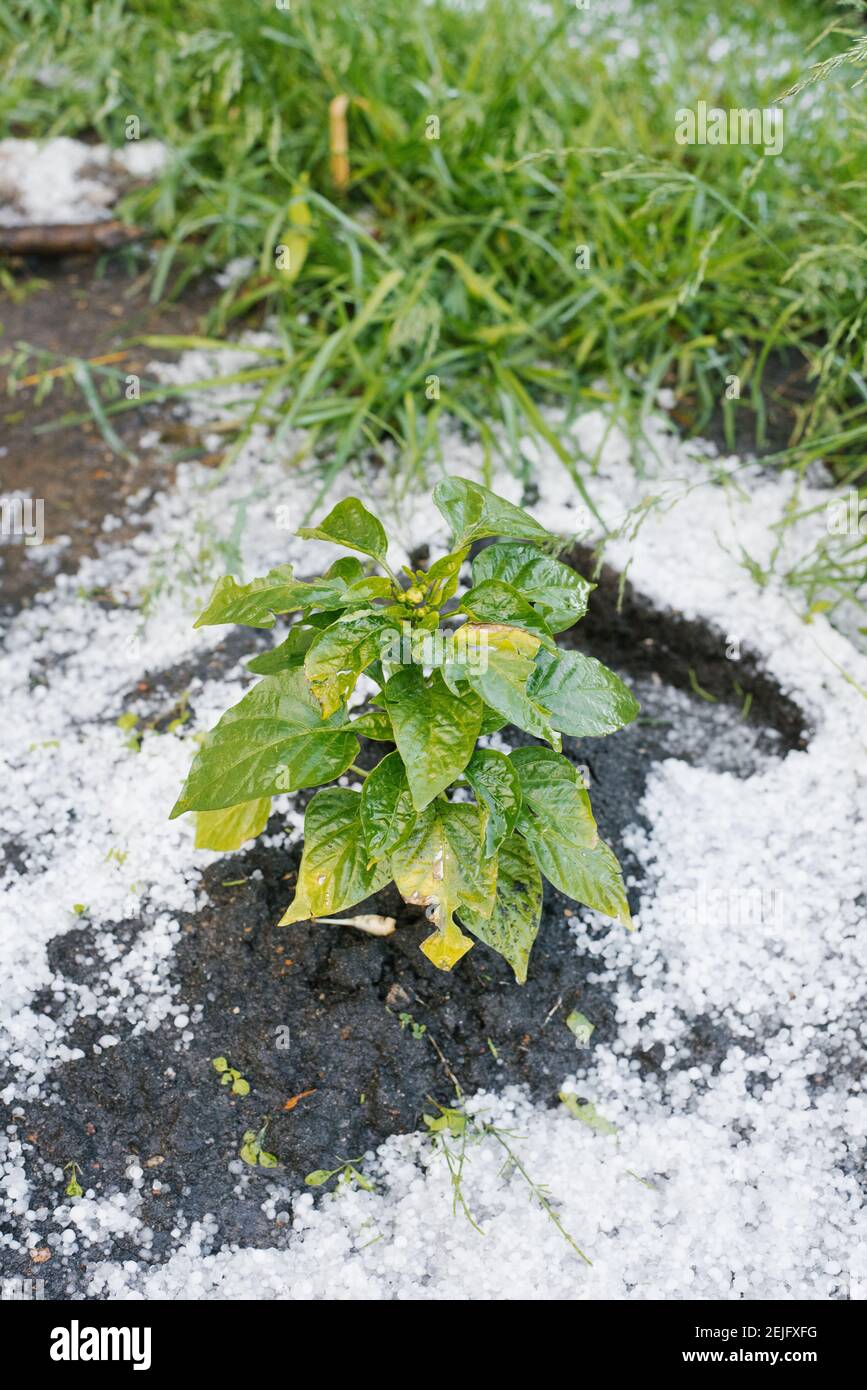 Sweet pepper Bush, covered and damaged by summer hail Stock Photo - Alamy