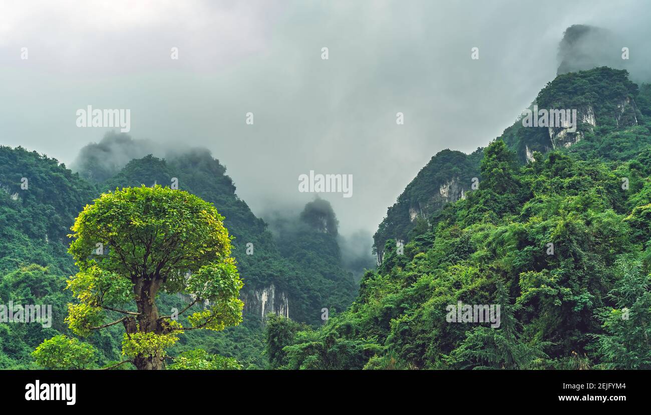 Blooming green tree among Zhanjiajie stunning mountain scenery of the ...