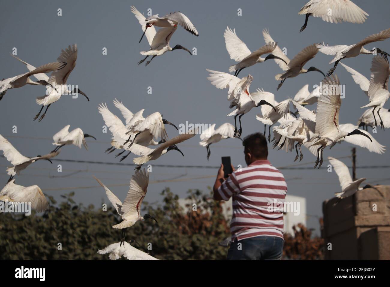 Black-headed ibis birds in flight with a man taking photos with his ...