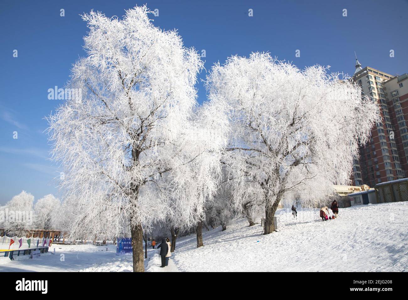 Rime ice, which forms when supercooled water liquid droplets freeze ...