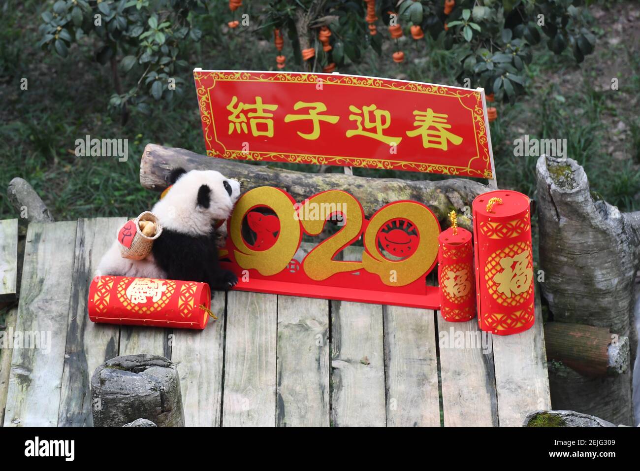 Xinxing, the longest-lived giant panda who was born in 1982, celebrates ...