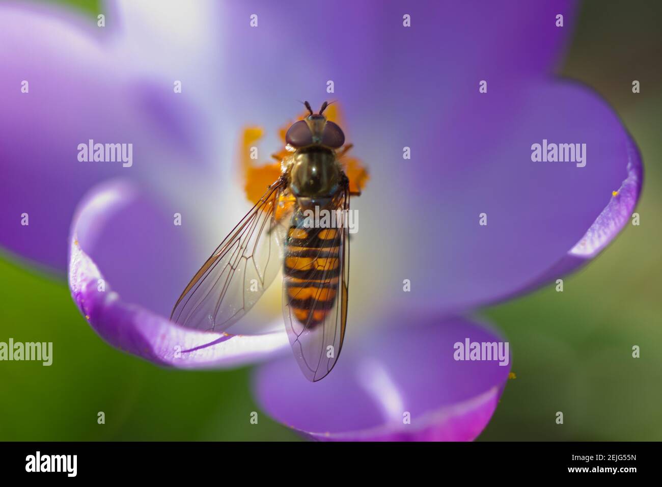 Pollination: closeup of Hoverfly on violet crocus with saffron-colored ...