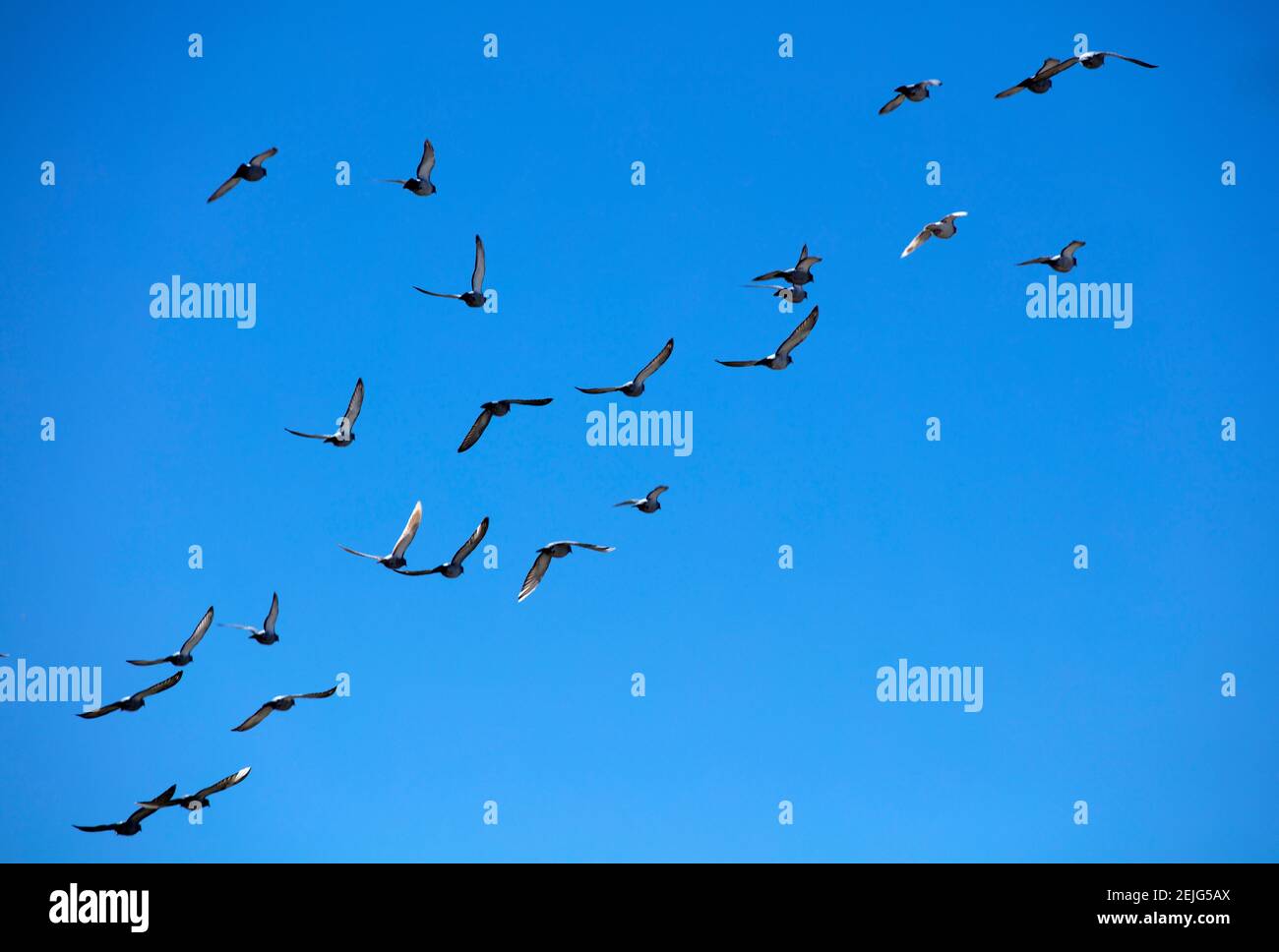 group of birds flying, blue sky Stock Photo - Alamy