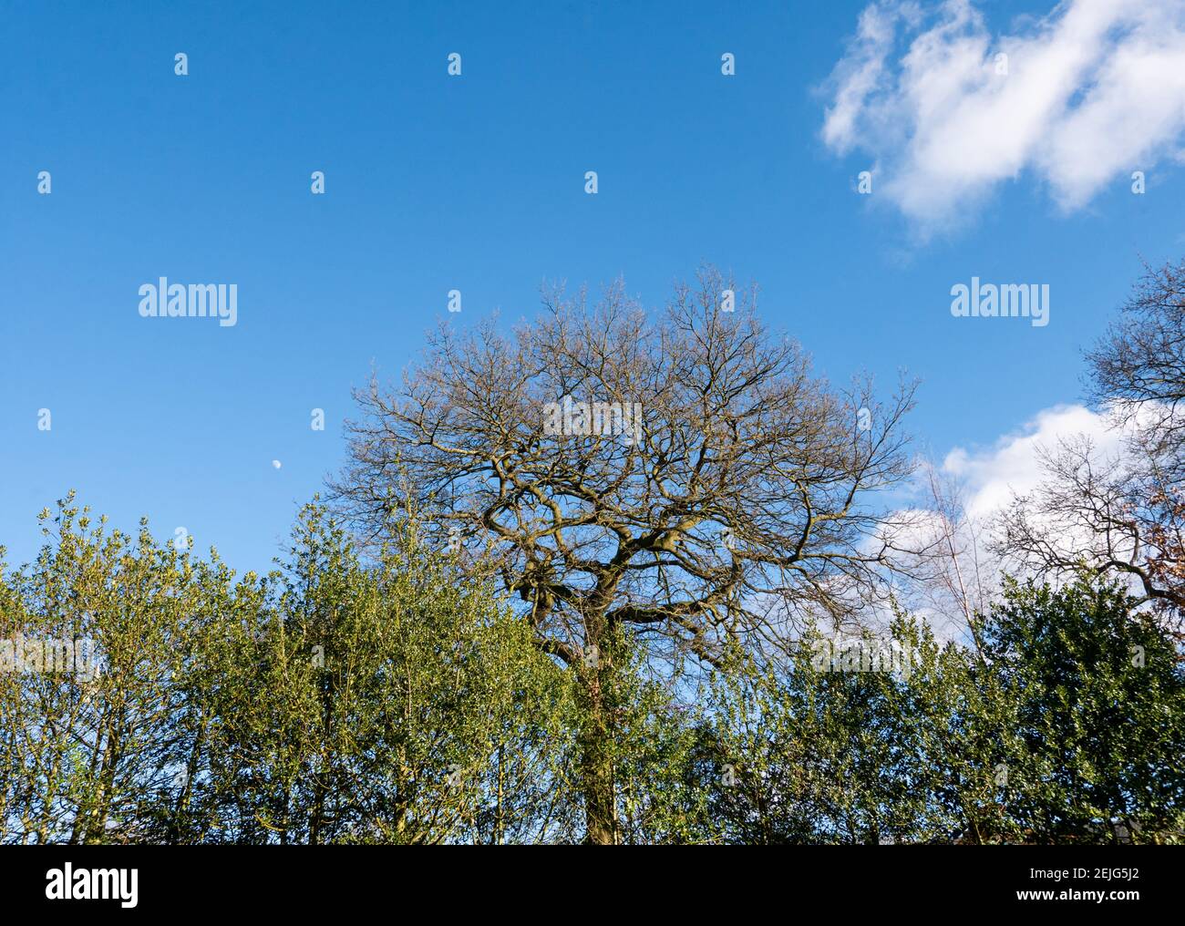 Trees against a beautiful sky Stock Photo - Alamy