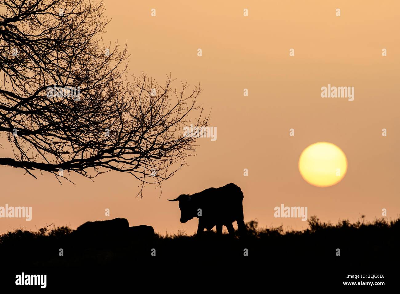 Sayaguesa cow hi-res stock photography and images - Alamy