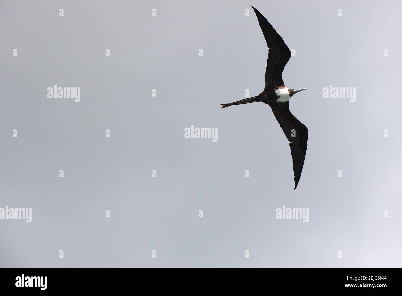 Frigate Bird in flight over the Caribbean Sea in the West Indies Stock ...