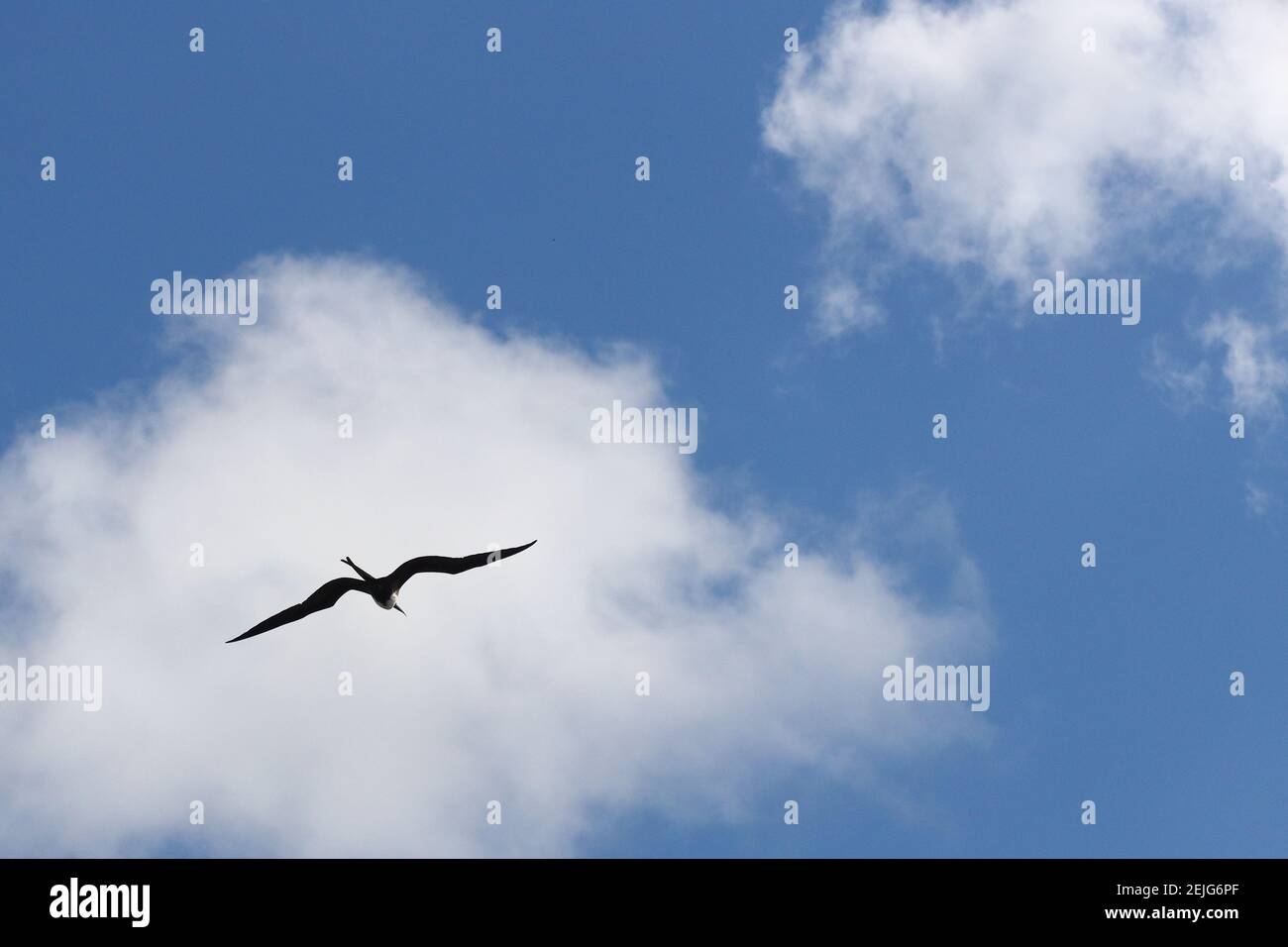 Frigate Bird in flight over the Caribbean Sea Stock Photo - Alamy