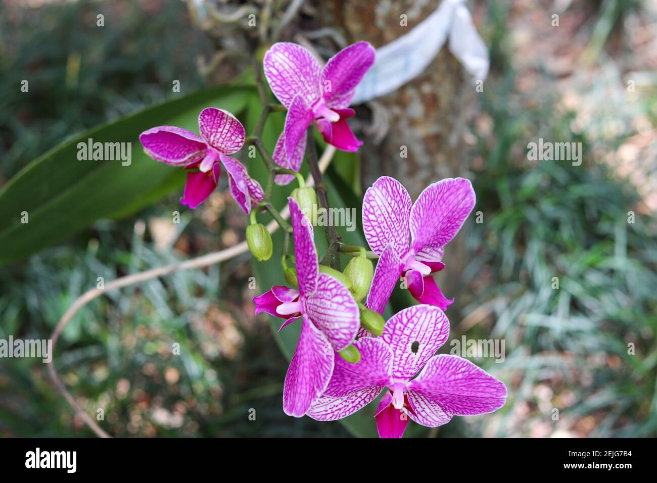 Tropical orchids tree trunk hi-res stock photography and images - Alamy