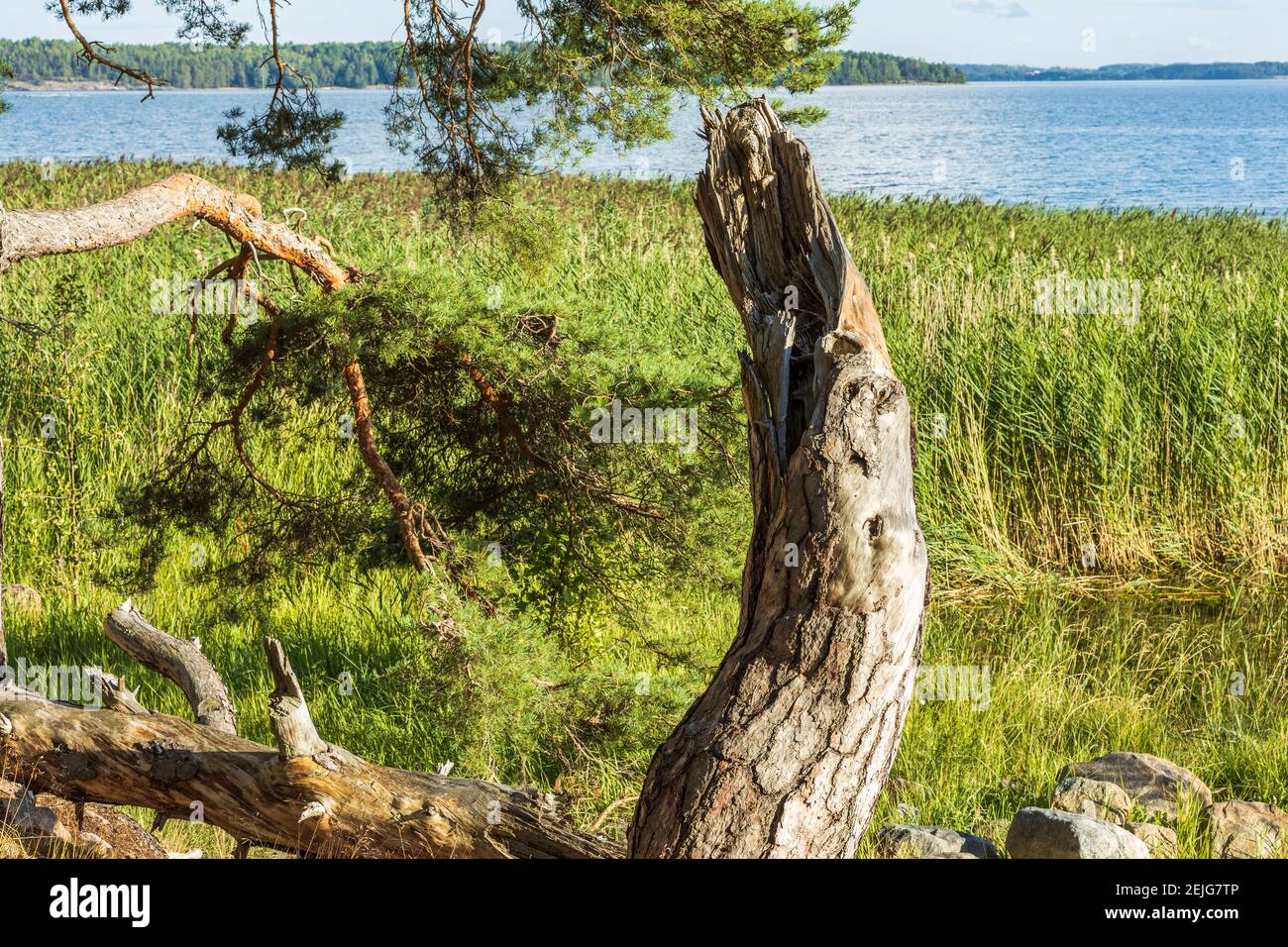 Beautiful nature landscape background. Green plants and big tree ...