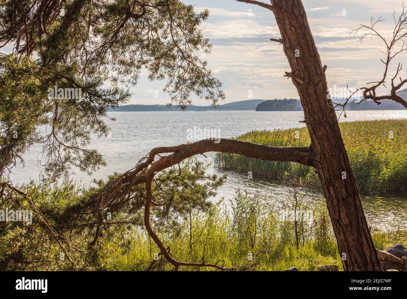 Beautiful landscape view of Baltic sea through pine trees. Lake shore ...