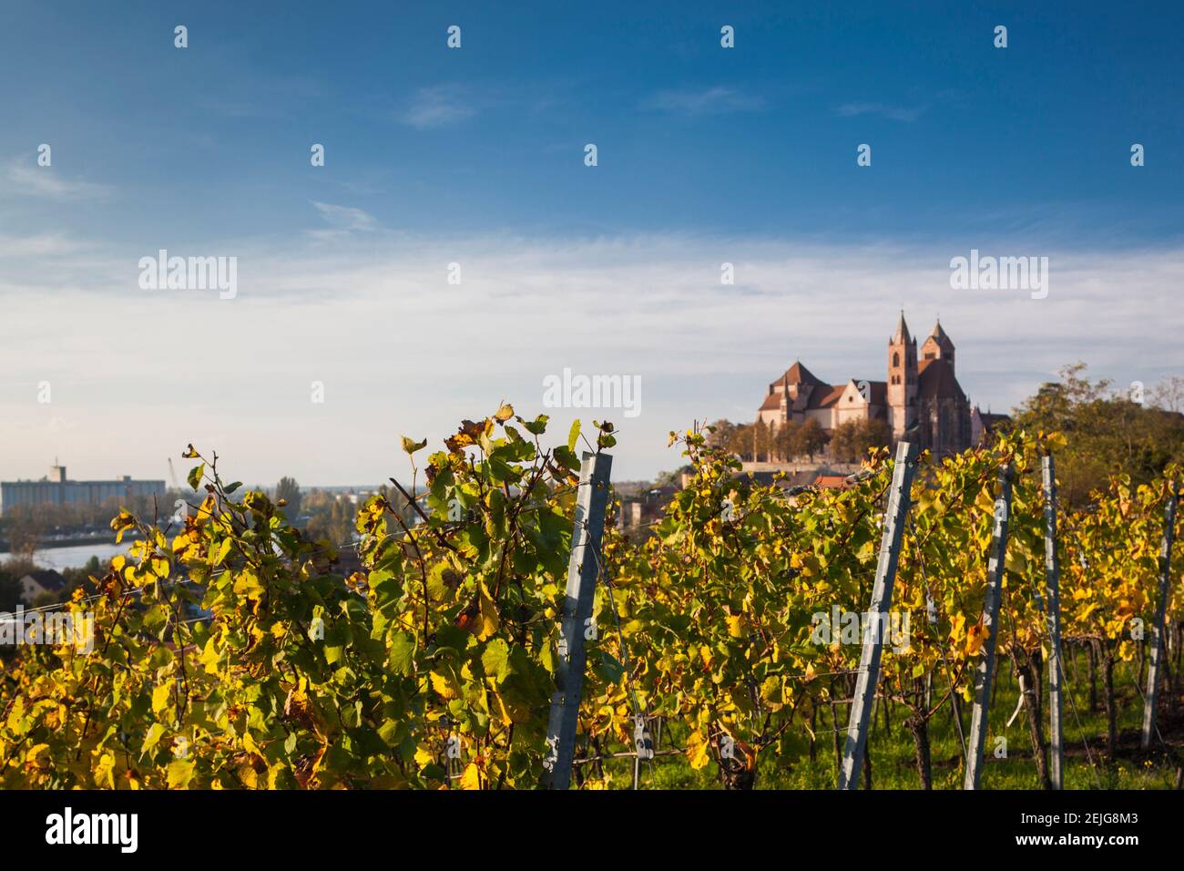 St. Stephansmunster cathedral from vineyard, Breisach, Black Forest ...