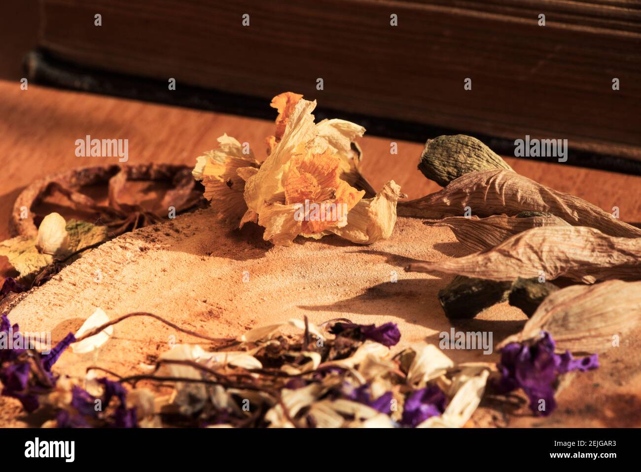 Dry flowers, plants and fruit macro and still life, colorful nature ...