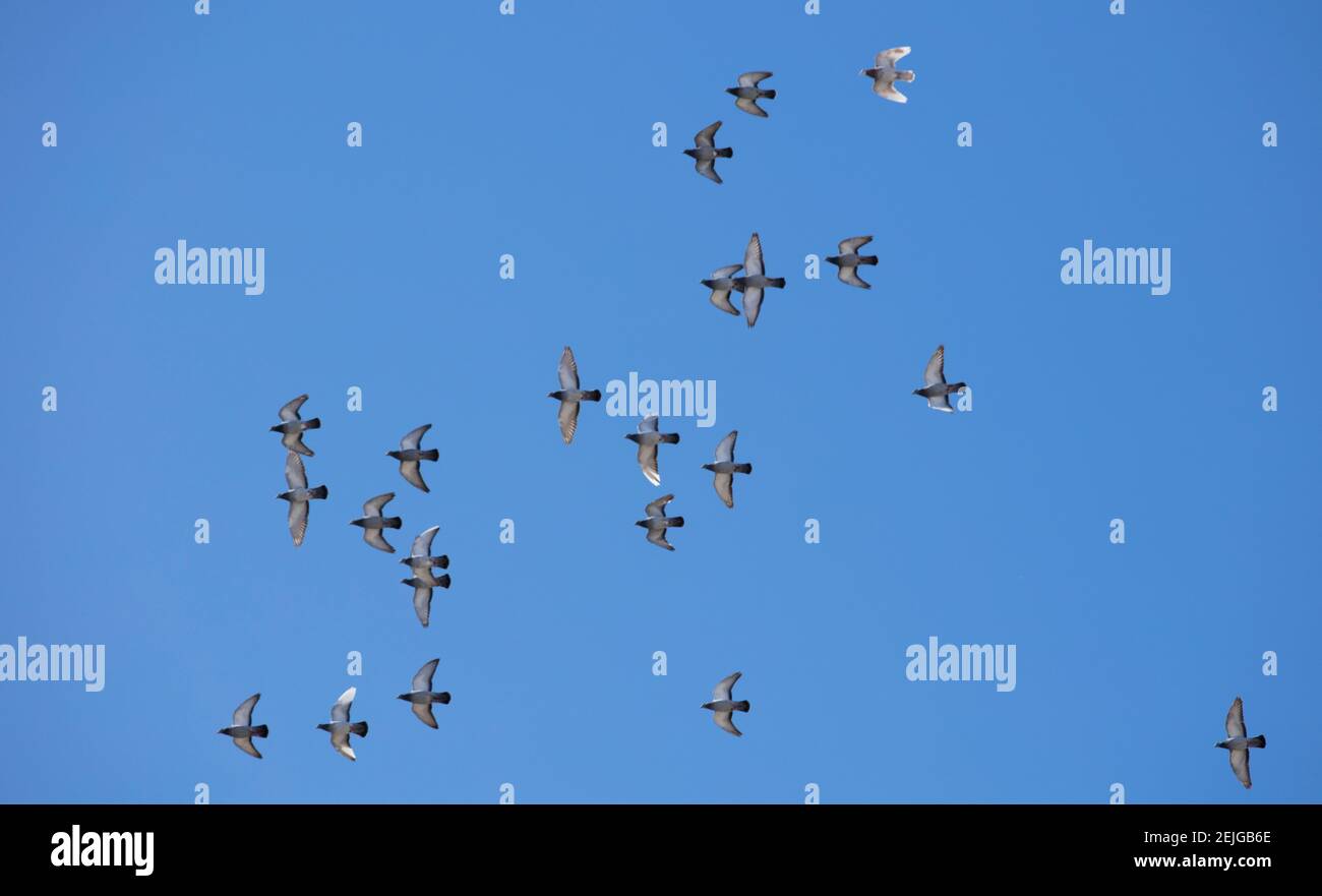 group of birds flying, blue sky Stock Photo - Alamy