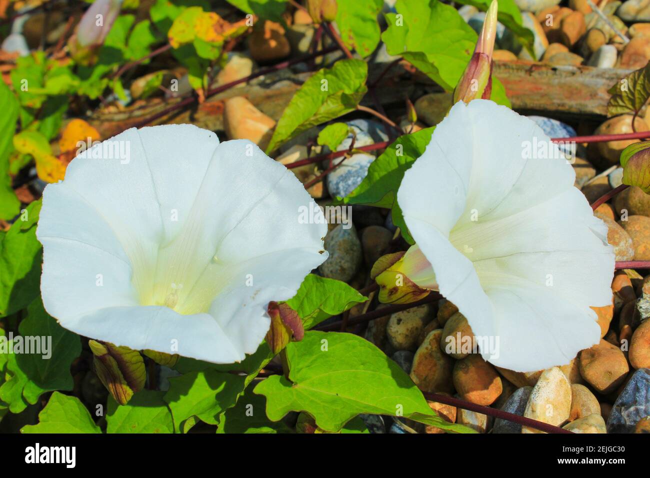 A group of white flowers of Convolvulus cneorum against a background of ...