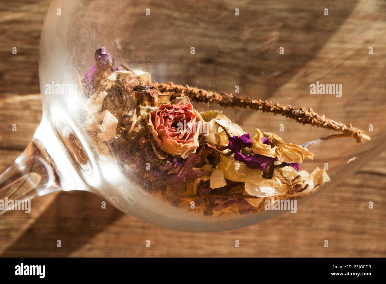 Dry flowers, plants and fruit macro and still life, colorful nature ...