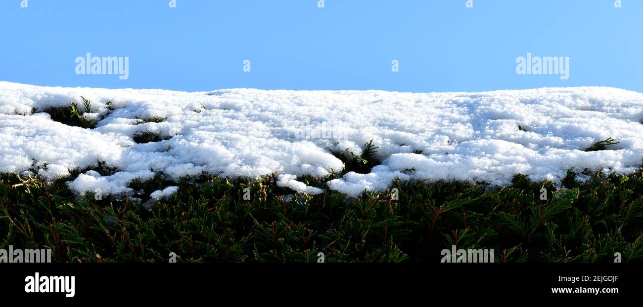 Hedge layer hi-res stock photography and images - Alamy