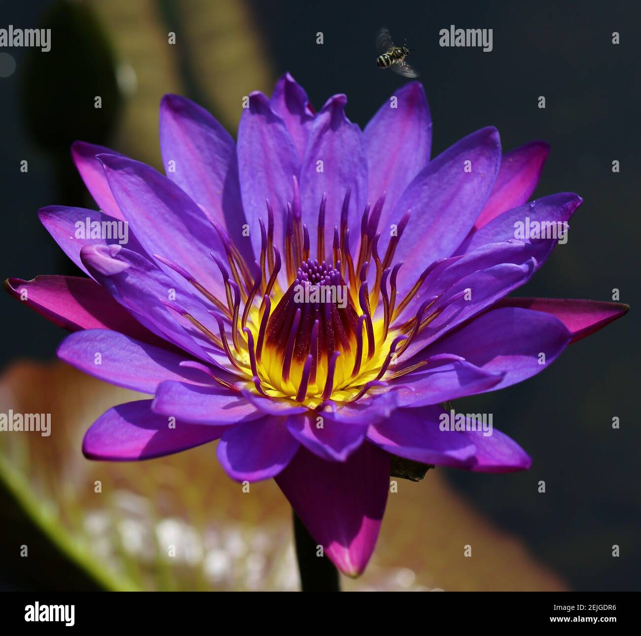 A lily is in full bloom in a pond in Sanya city, south China's Hainan ...