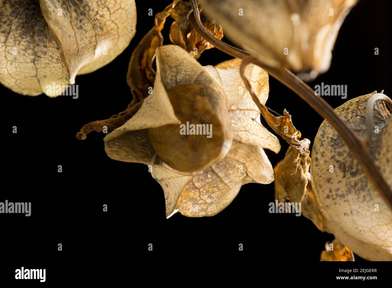 Shoofly plant hi-res stock photography and images - Alamy